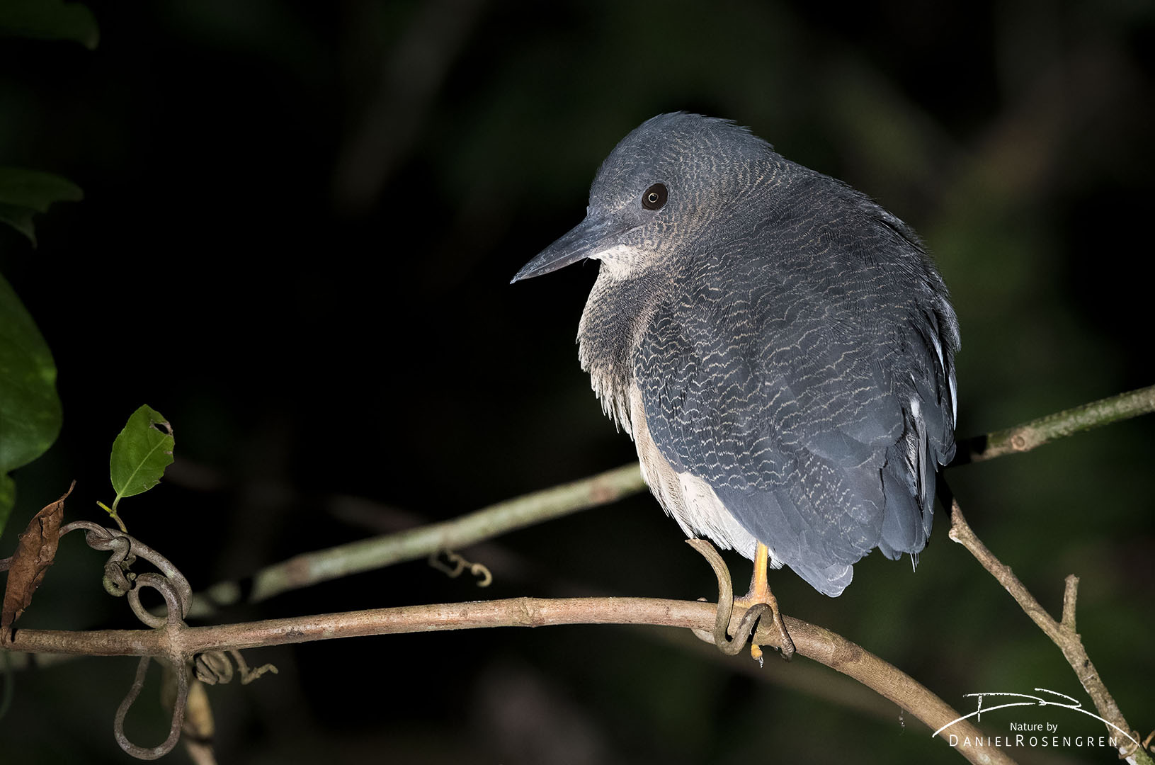 Guyana gallery – Daniel Rosengren