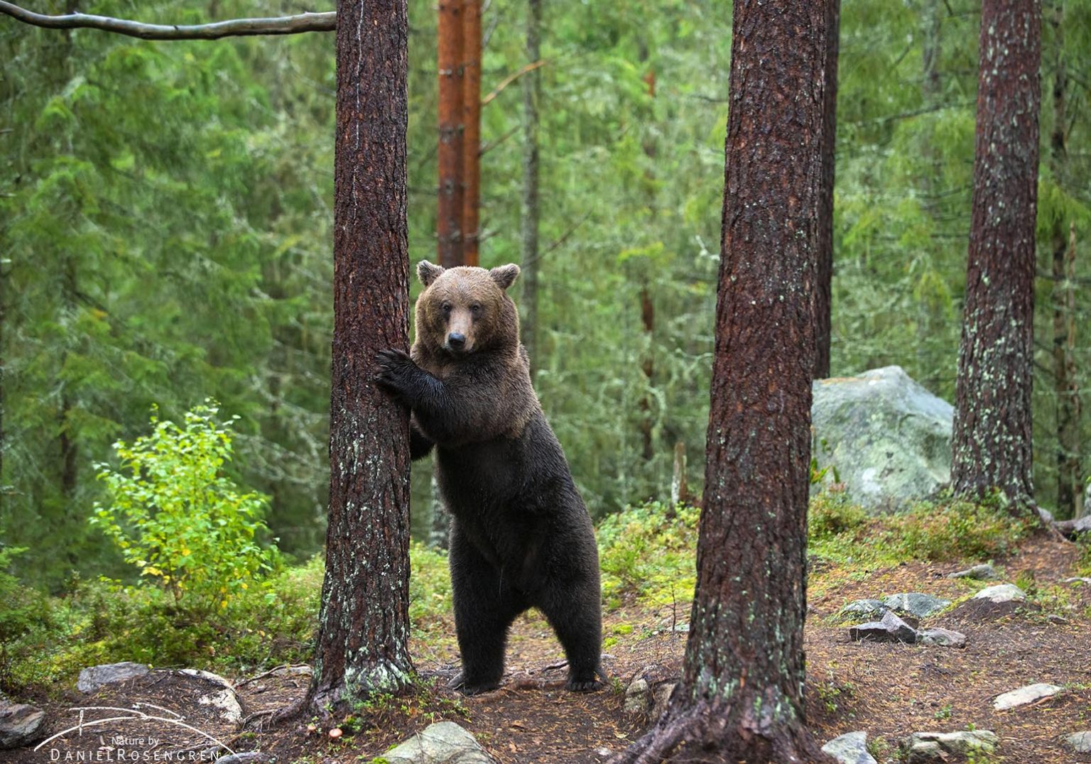 Bears in Sweden – Daniel Rosengren
